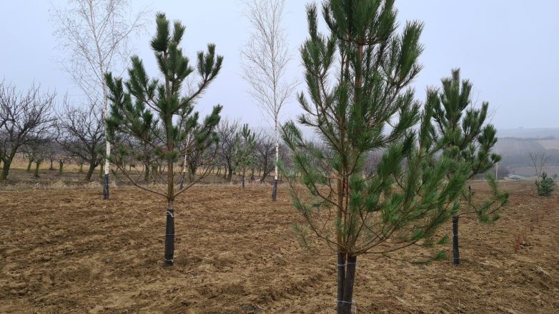 sadnja drveca – Gradnja