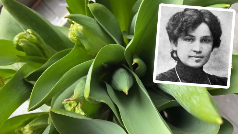 Lala zvana Jelisaveta: Cvet nazvan po prvoj srpskoj ženi arhitekti ...